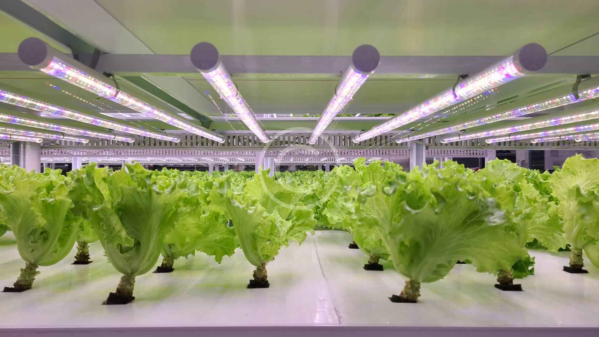 How to manage multiple container farms | Varun Agro Processing Foods ...